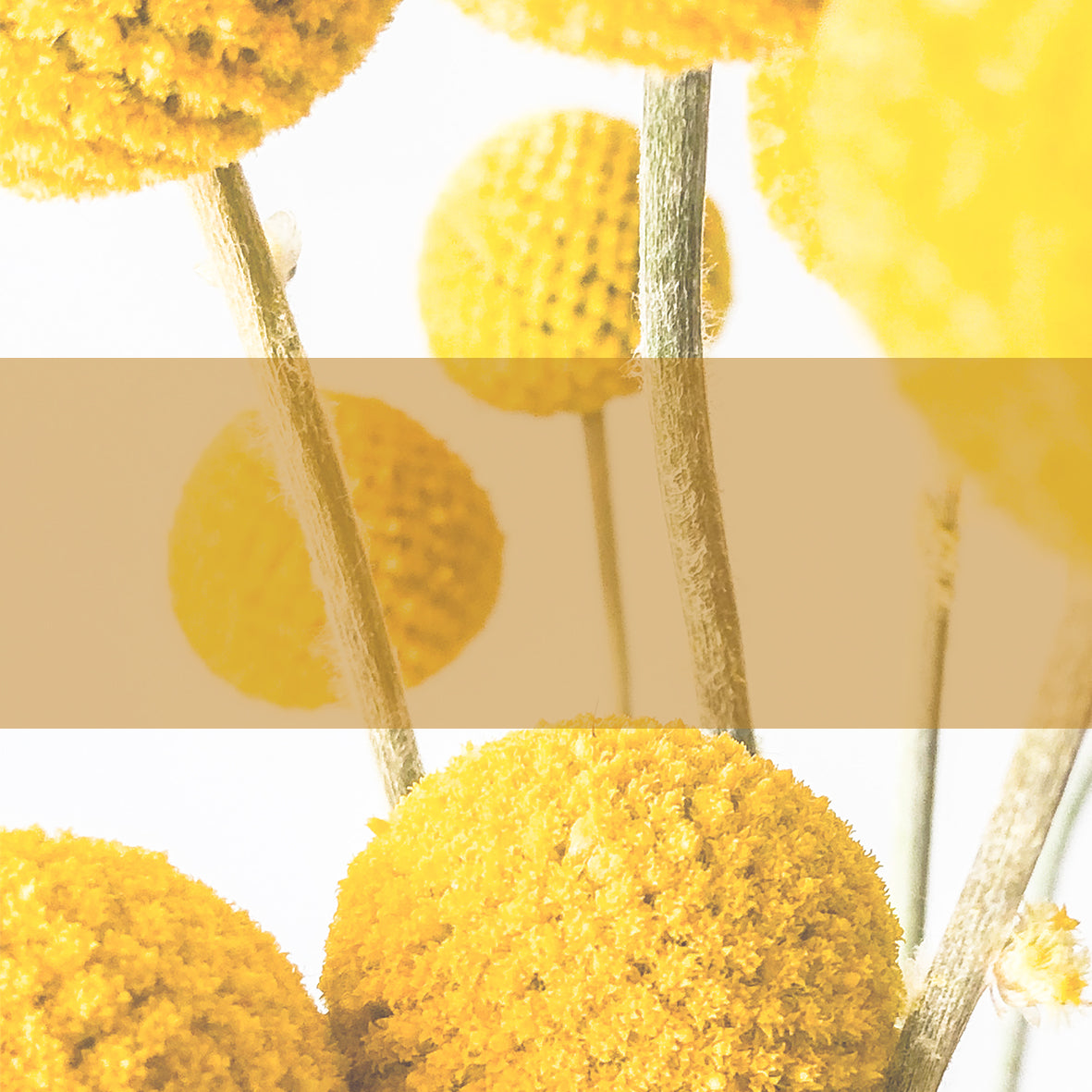 Floral Art Prints – Billy Button Co