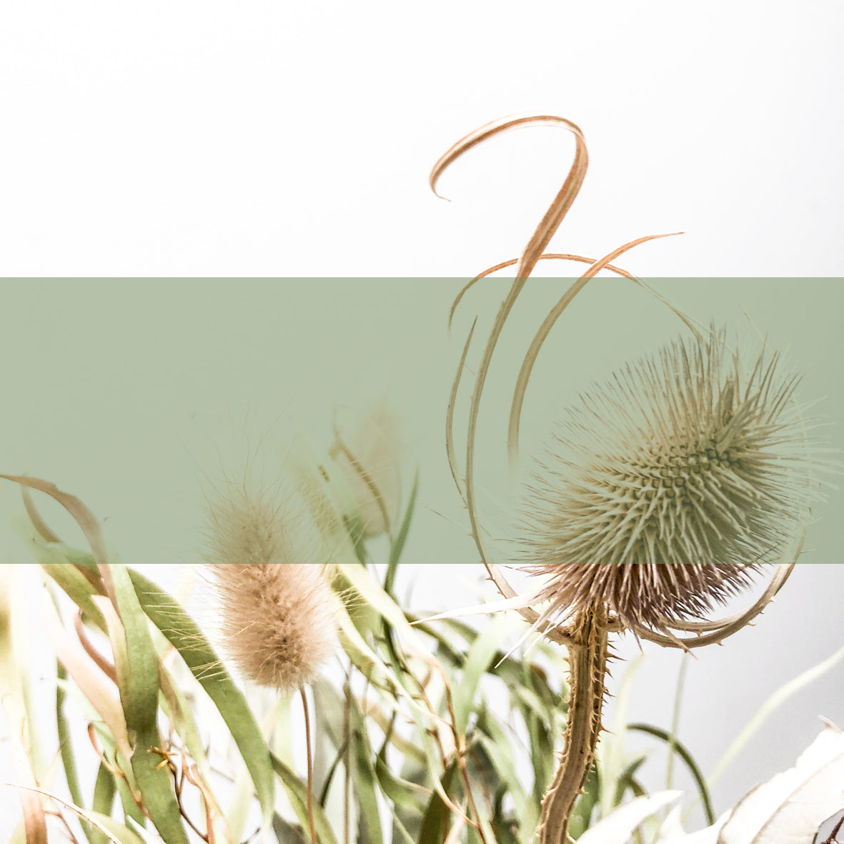 SHOP ALL – Billy Button Co